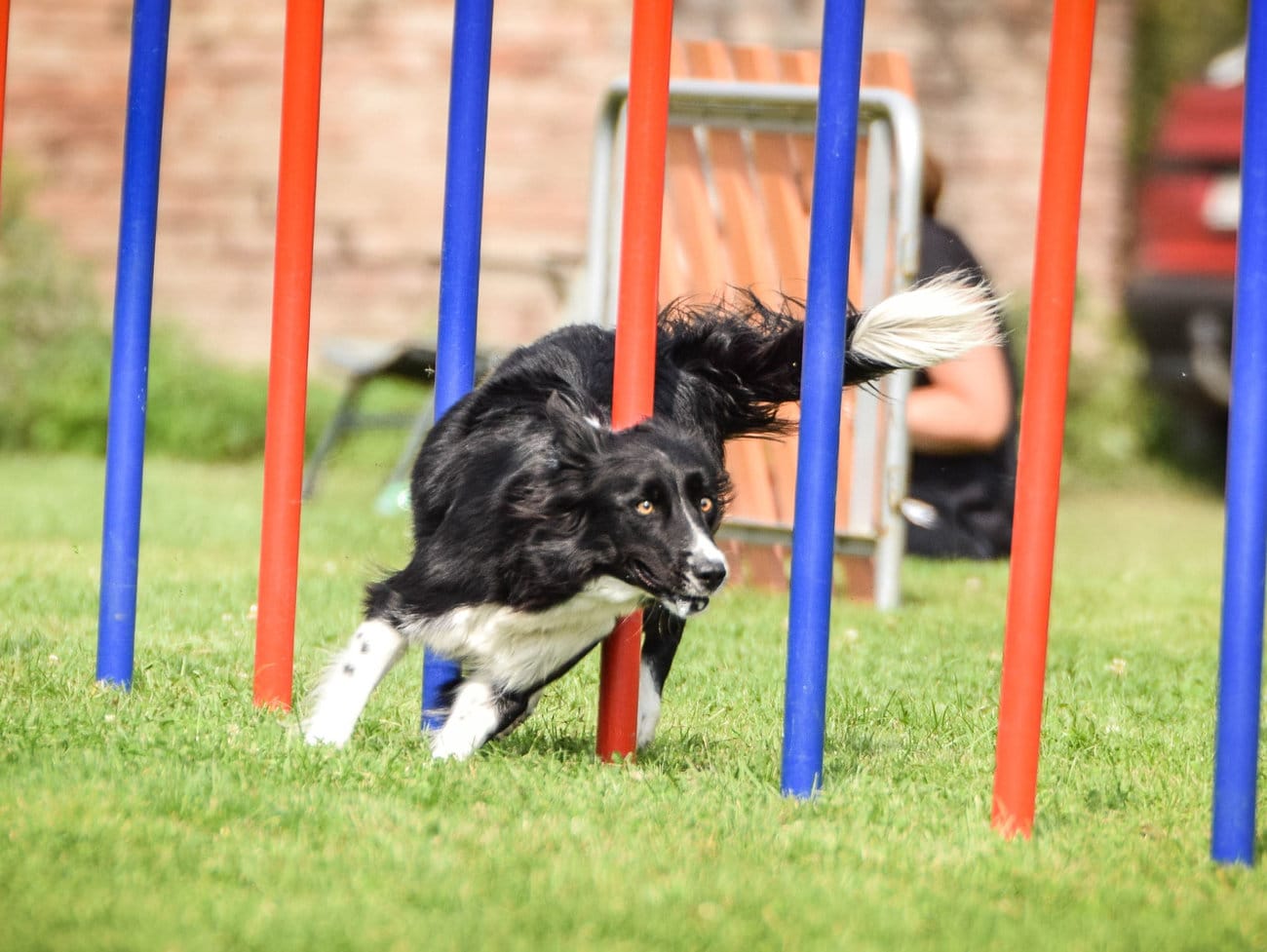 Pourquoi faire de l'agility avec son chien ? - 1001 Sports